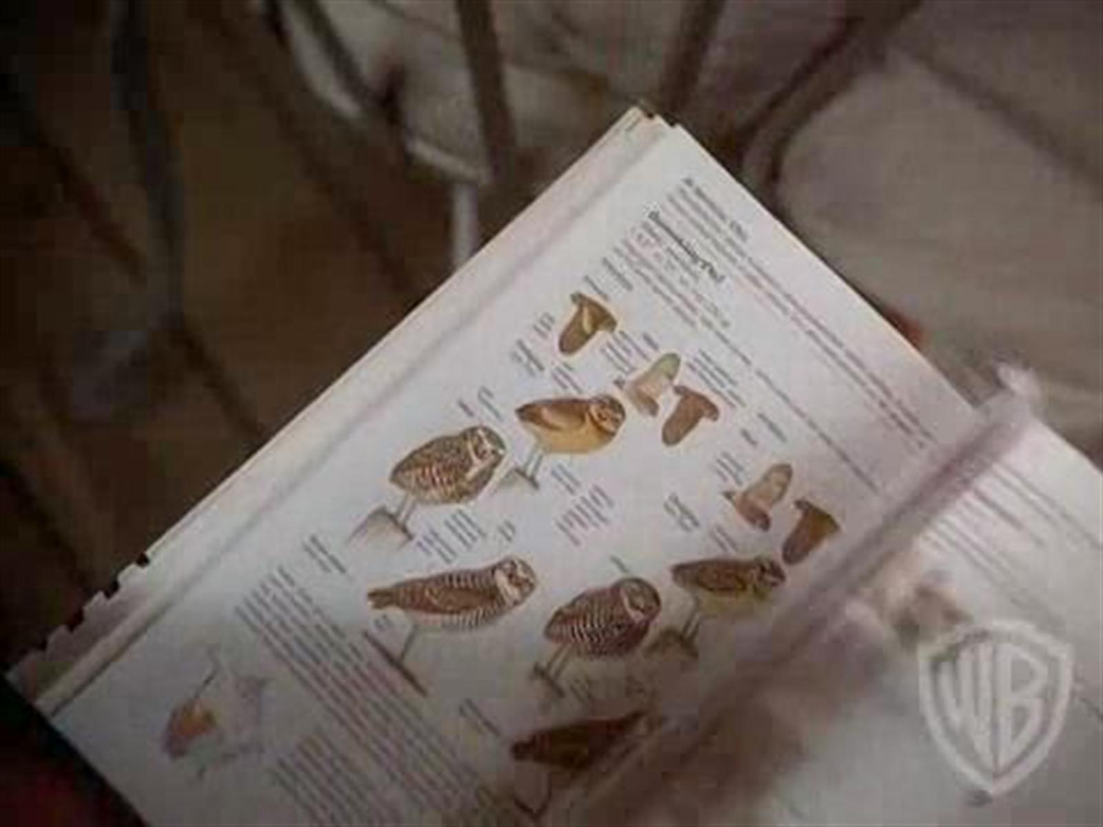 Hoot (2006) | Fandango